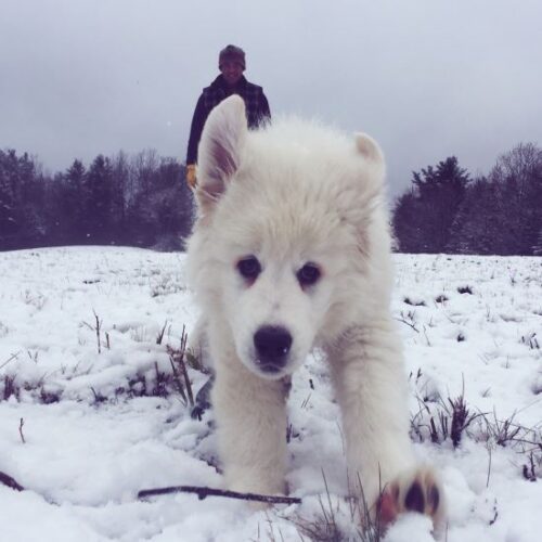 Bringing Home a Maremma Sheepdog Livestock Guardian Dog – Mother Earth News